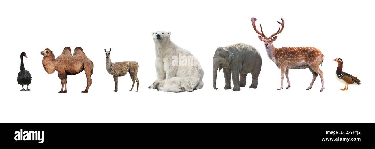 Large group of wild animals of the zoo together on a white background ...