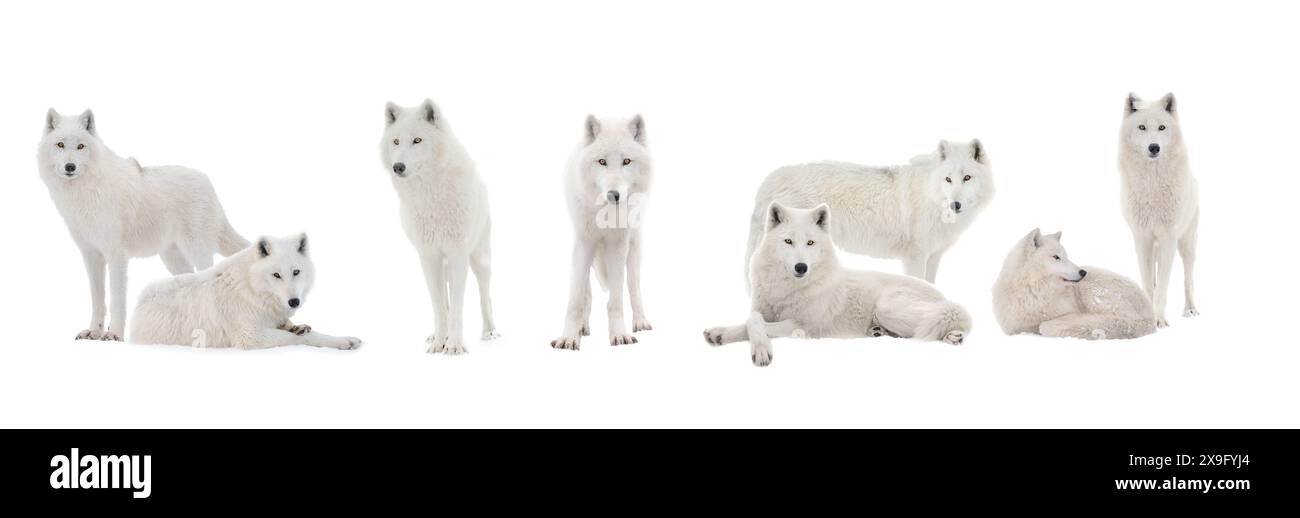 polar wolves isolated on white background Stock Photo - Alamy