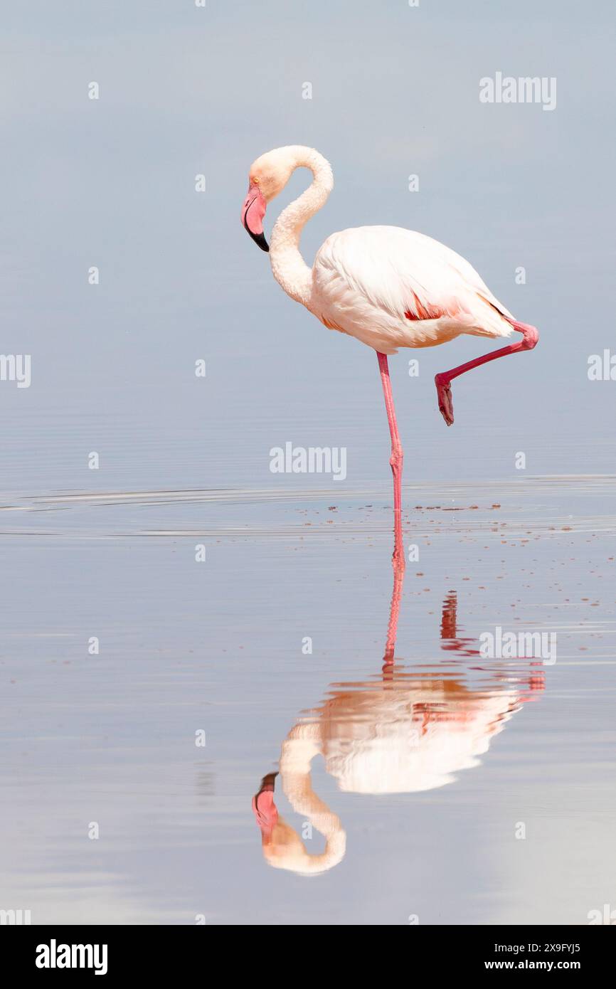 Greater Flamingo (Phoenicopterus roseus) reflected in Kliphoek Salt ...