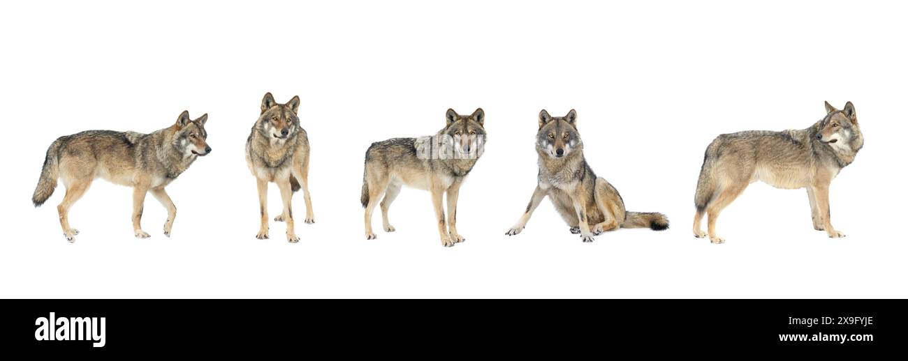 Winter panoramic snow background Cut Out Stock Images & Pictures - Alamy