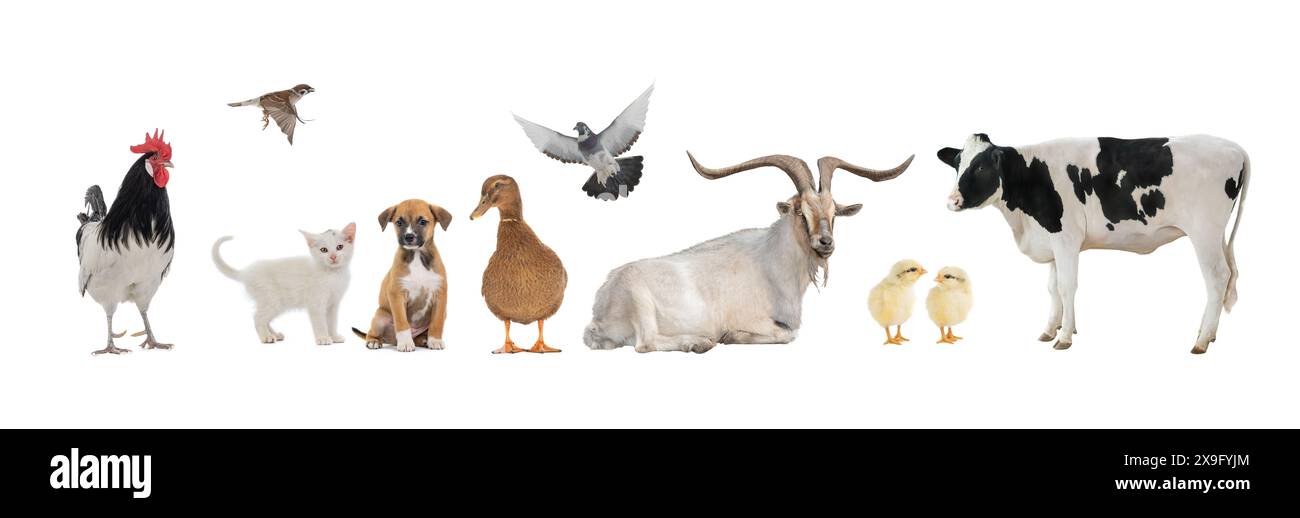 group of pets isolated on white background Stock Photo - Alamy