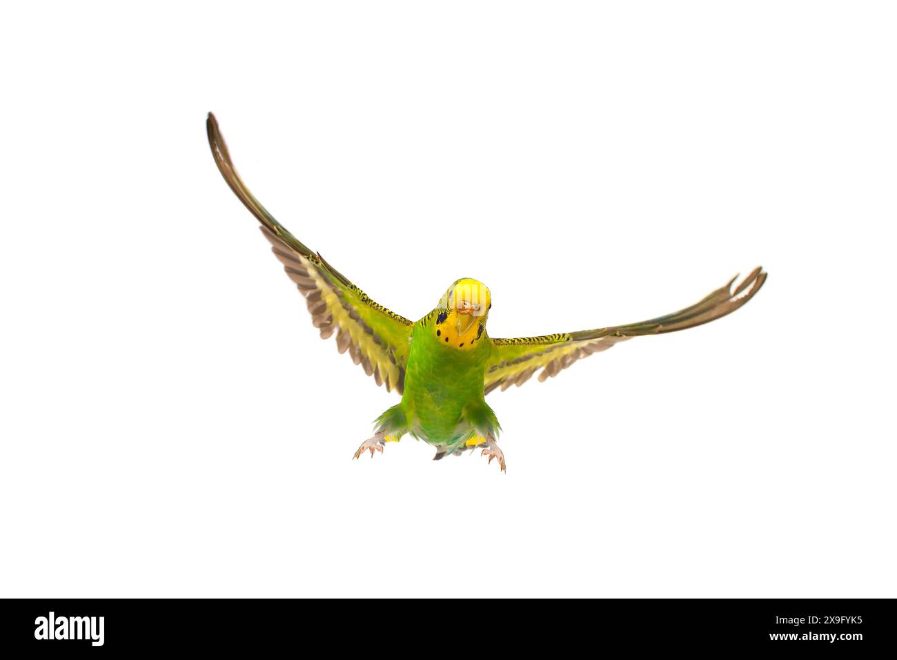 budgie in flight isolated on white background Stock Photo - Alamy