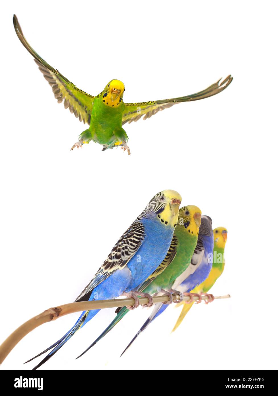 budgie in flight isolated on white background Stock Photo - Alamy