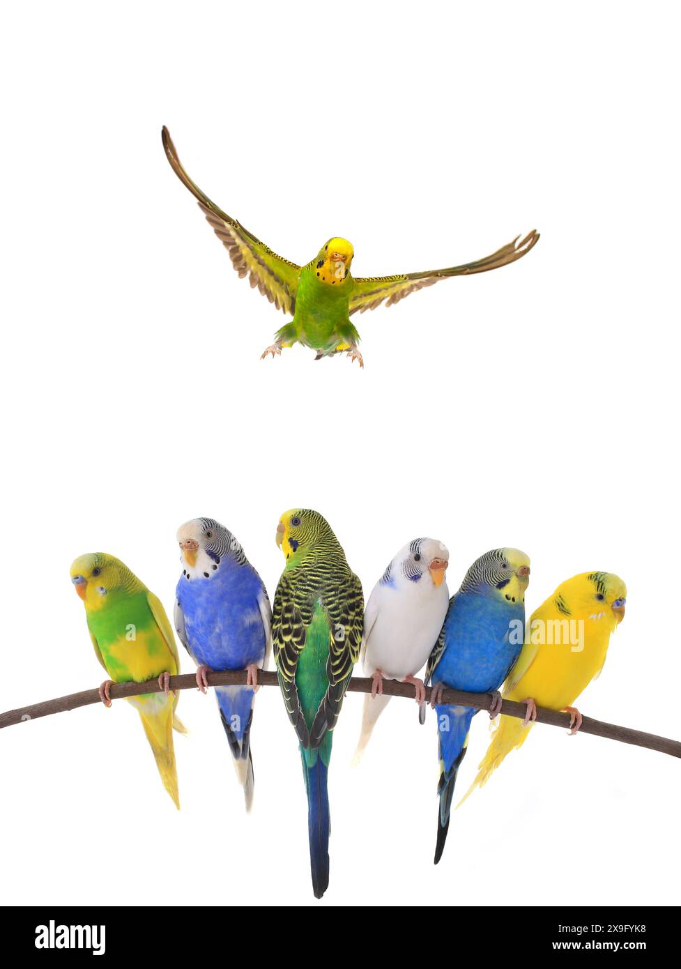 budgie in flight isolated on white background Stock Photo - Alamy
