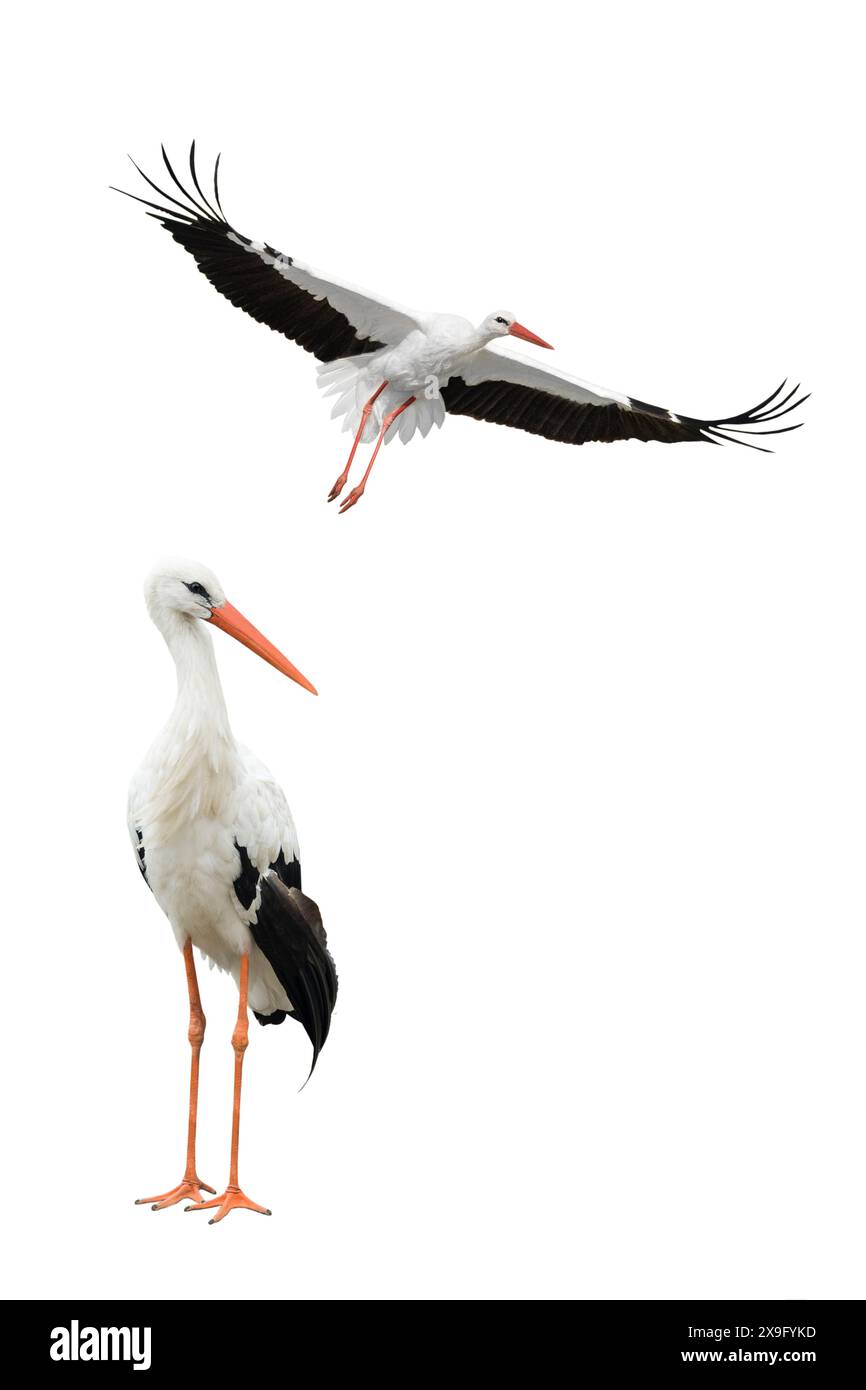 white storks isolated on white background Stock Photo - Alamy