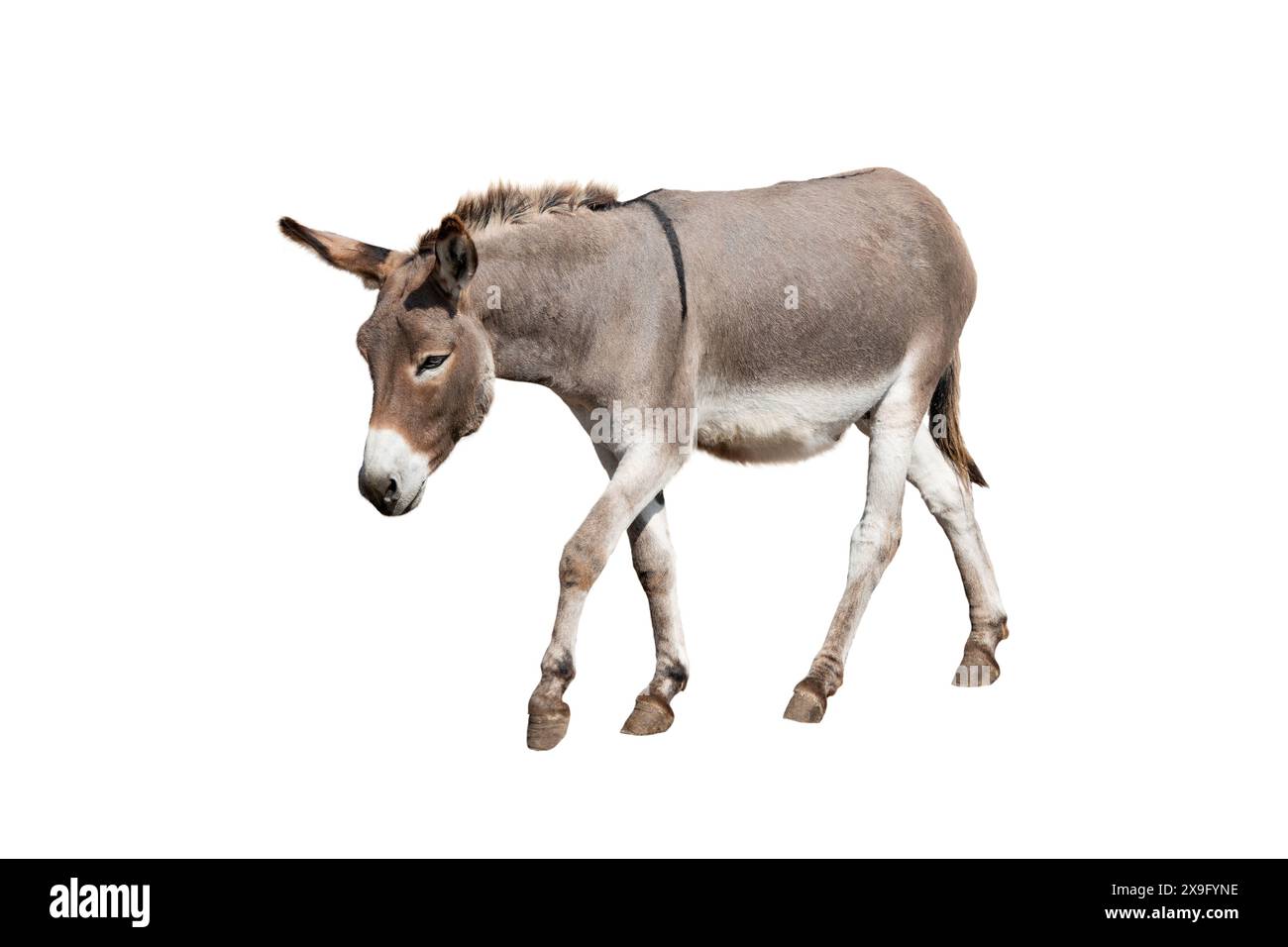 running donkey isolated on white background Stock Photo - Alamy