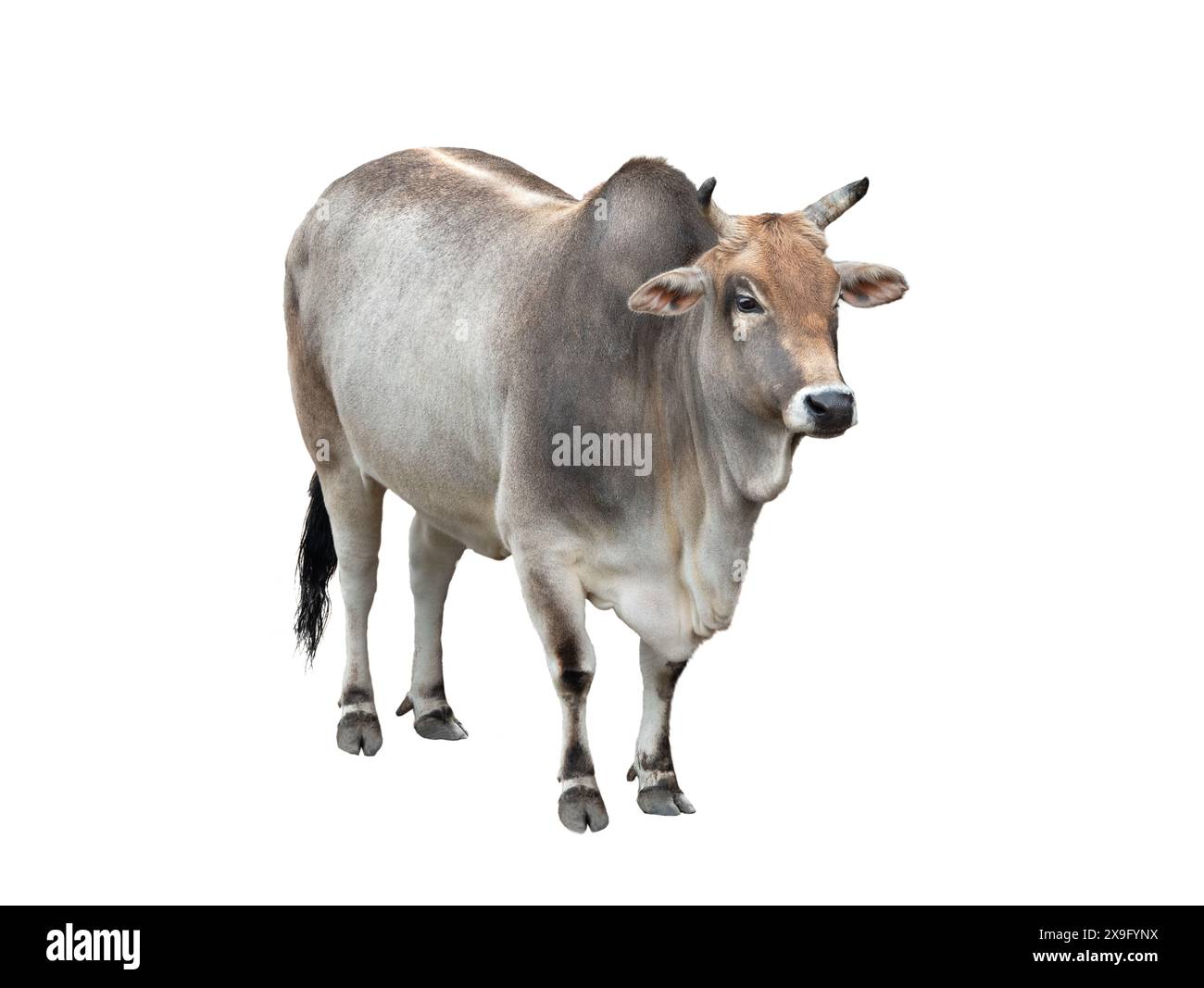 Cow on meadow background Cut Out Stock Images & Pictures - Alamy