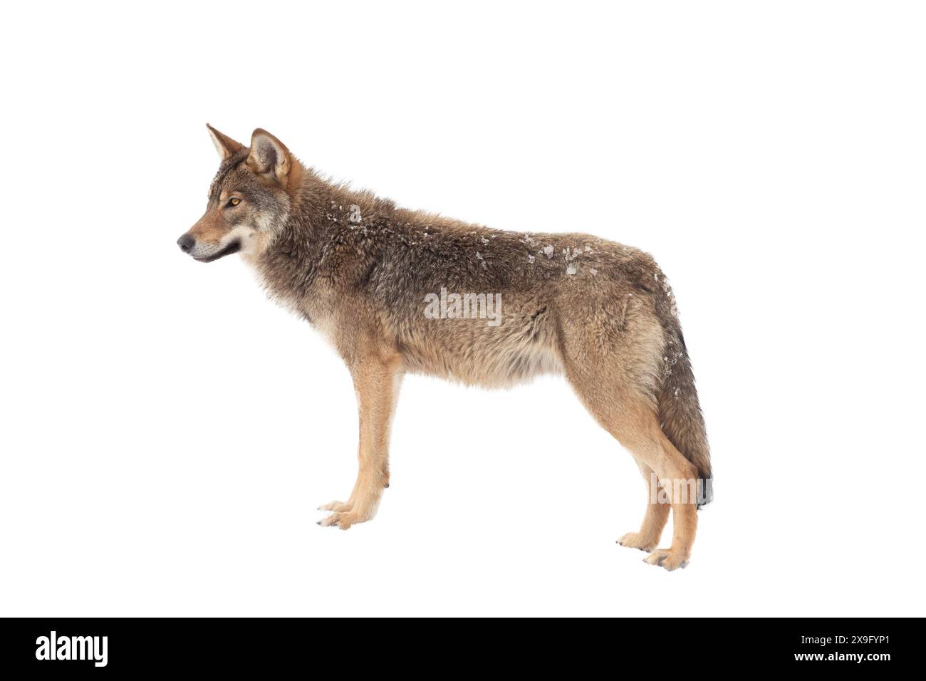 wolf stands in profile isolated on white background Stock Photo - Alamy