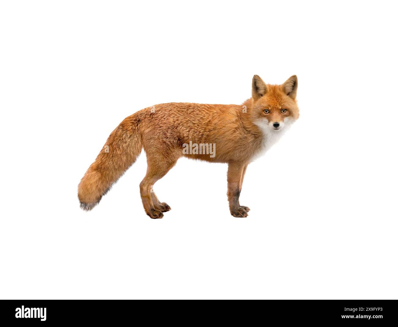beautiful fox of orange color isolated on white background Stock Photo ...