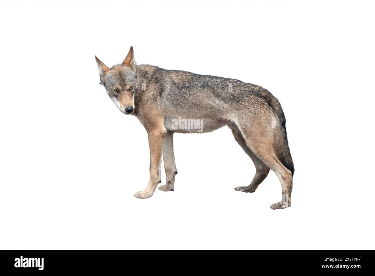 sad wolf isolated on white background Stock Photo - Alamy