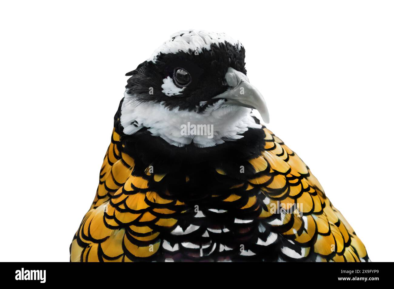 portrait royal pheasant (Syrmaticus reevesi) isolated on white ...