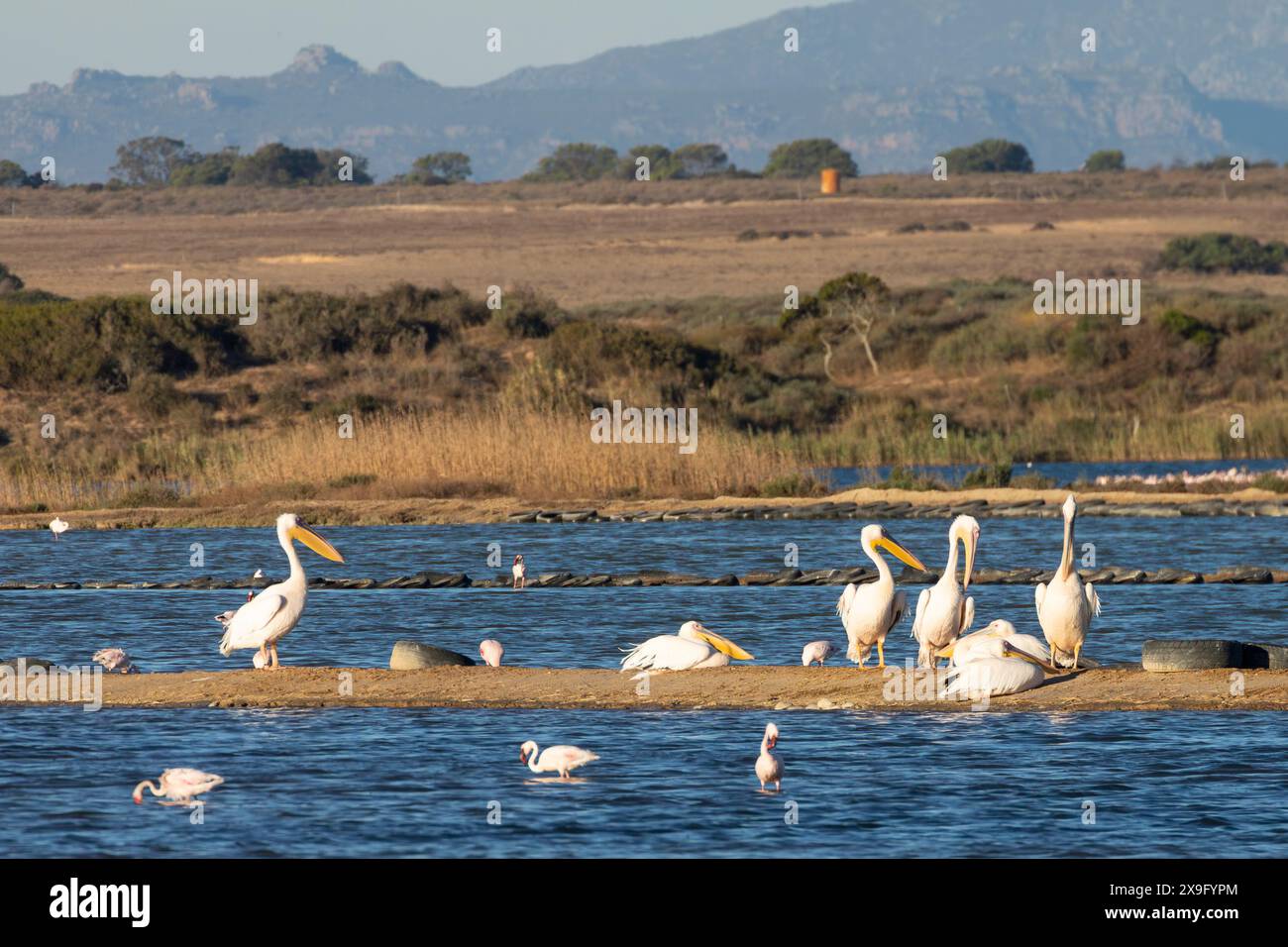 Kliphoek Salt Pans, a birding hotspot, with Great White Pelicans ...