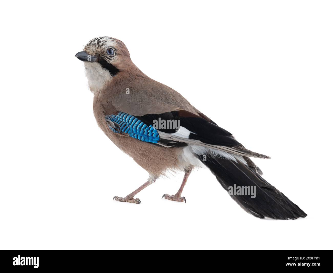 bird jay looking back isolated on white background Stock Photo - Alamy
