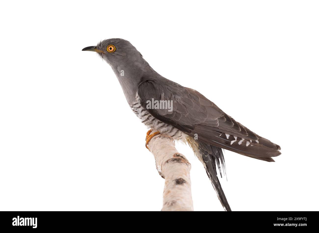 Cuckoo sitting on a birch branch isolated on white background Stock ...