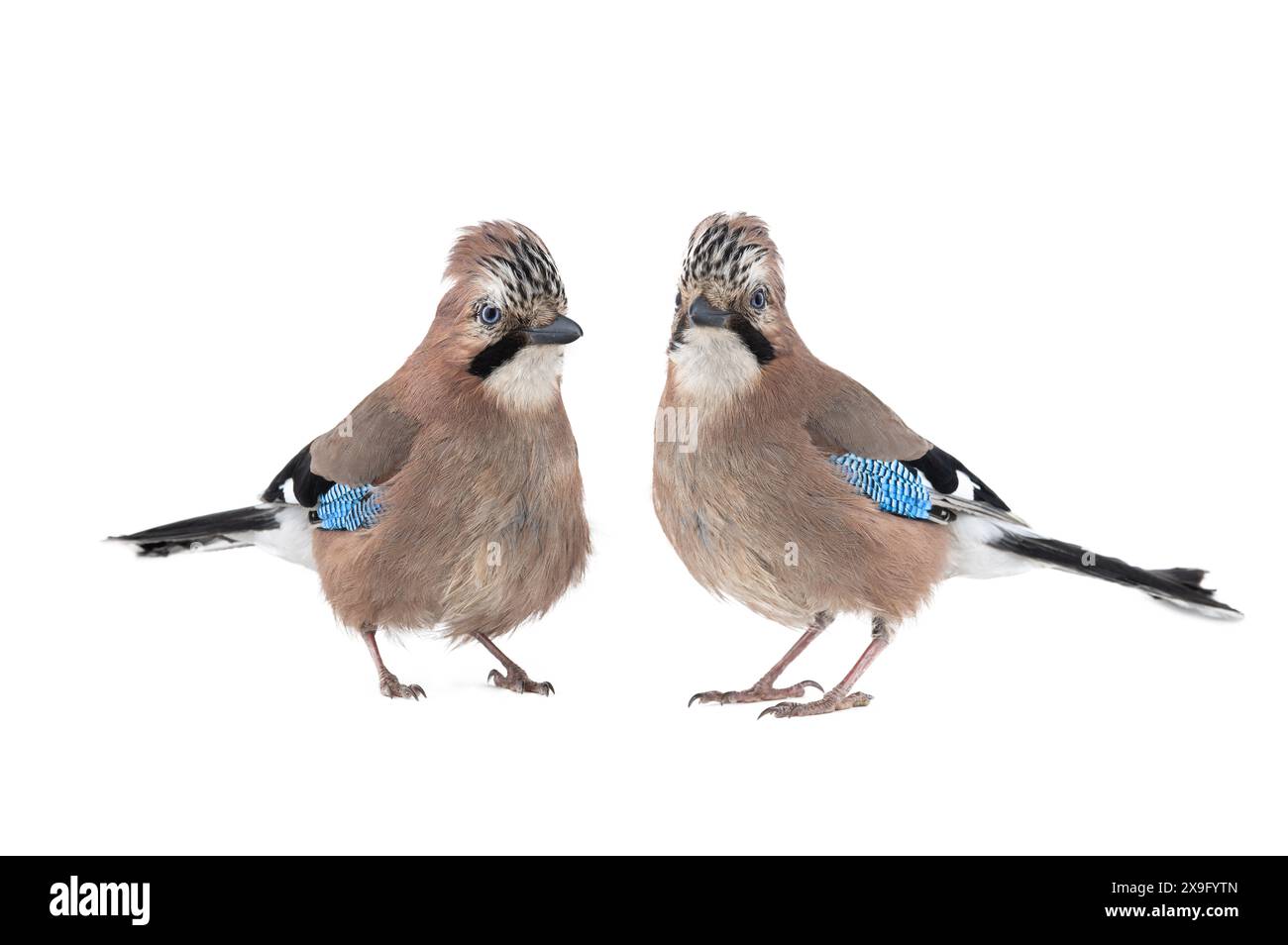 two jay isolated on white background Stock Photo - Alamy