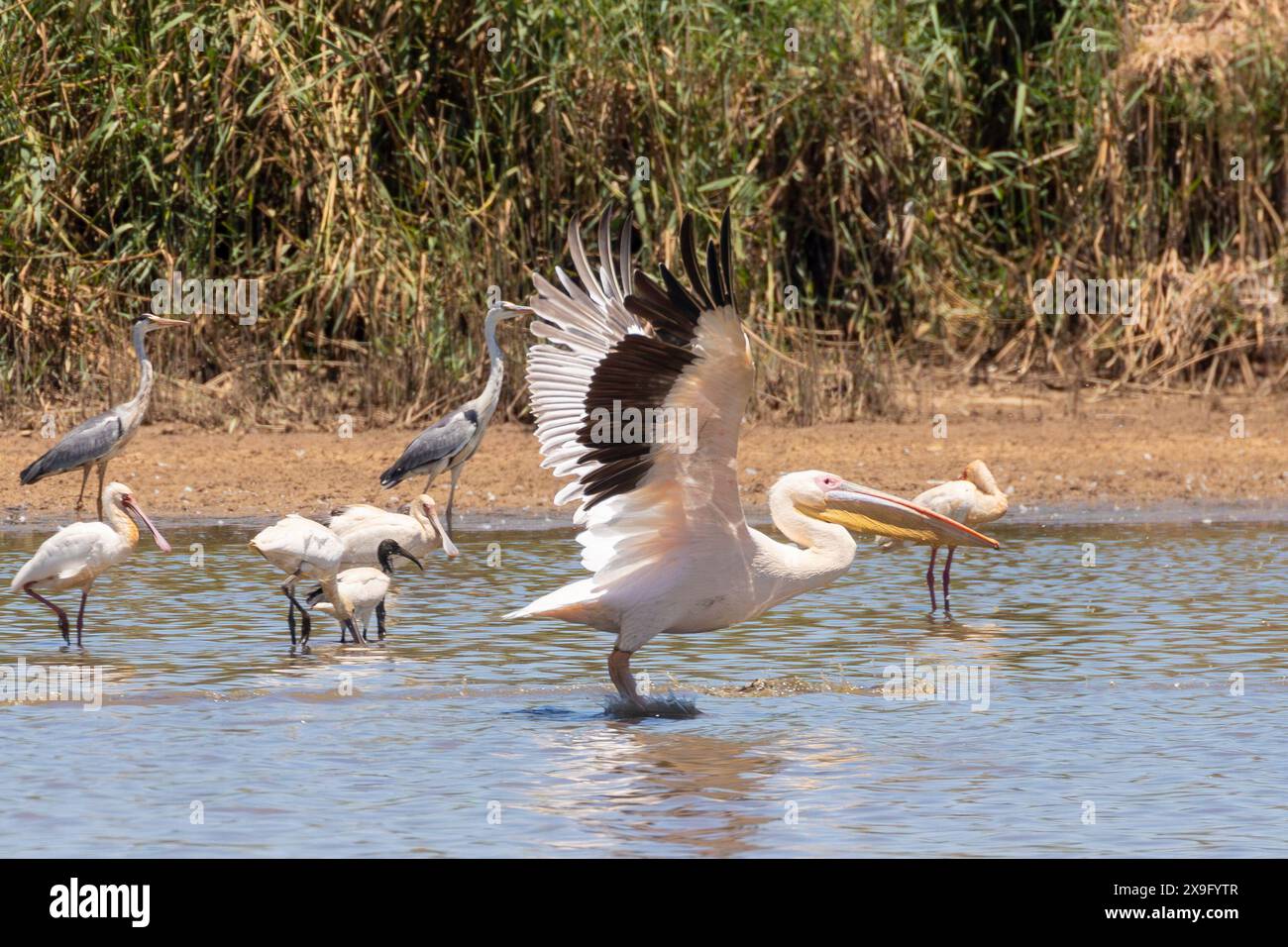 Great White Pelican (Pelecanus onocrotalus) with African Spoonbills ...