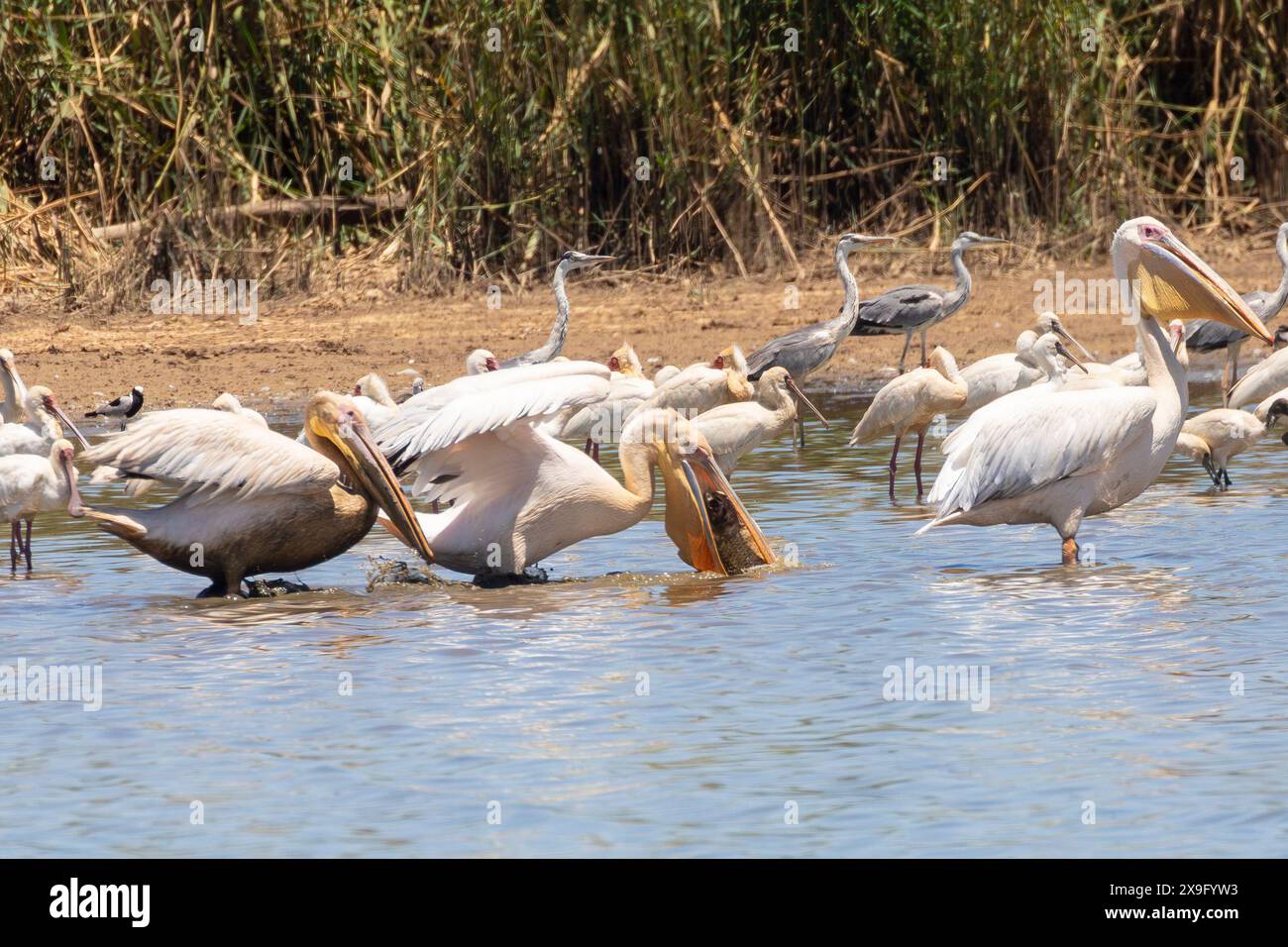 Great White Pelicans (Pelecanus onocrotalus) with large fish in tidal ...