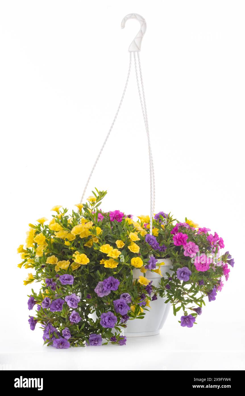 calibrachoa flower white pot on white background Stock Photo - Alamy