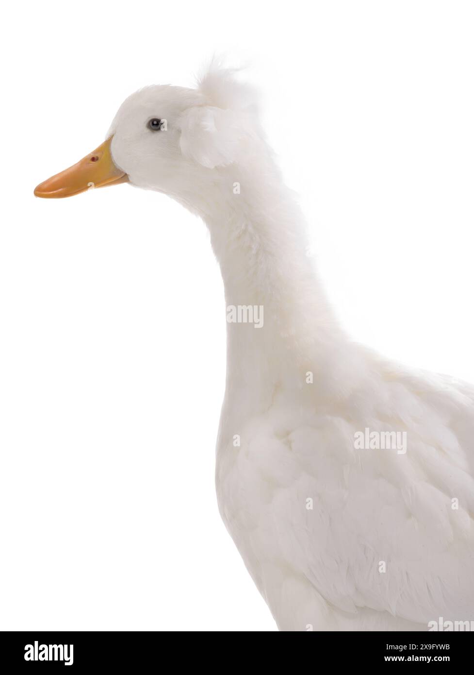 portrait of a white duck isolated on white background Stock Photo - Alamy