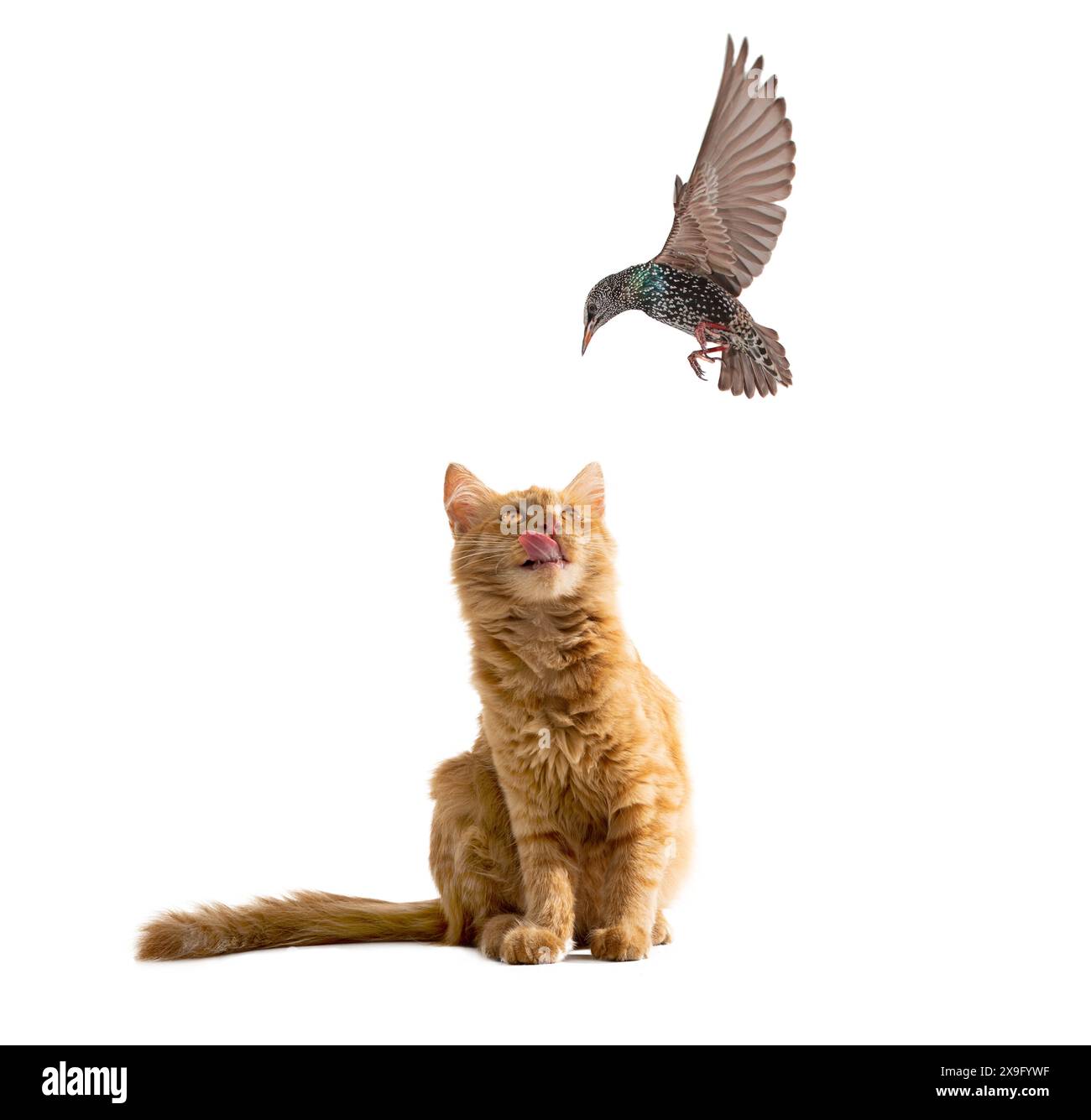 Ginger cat prepares to jump and wants to catch a starling isolated on ...