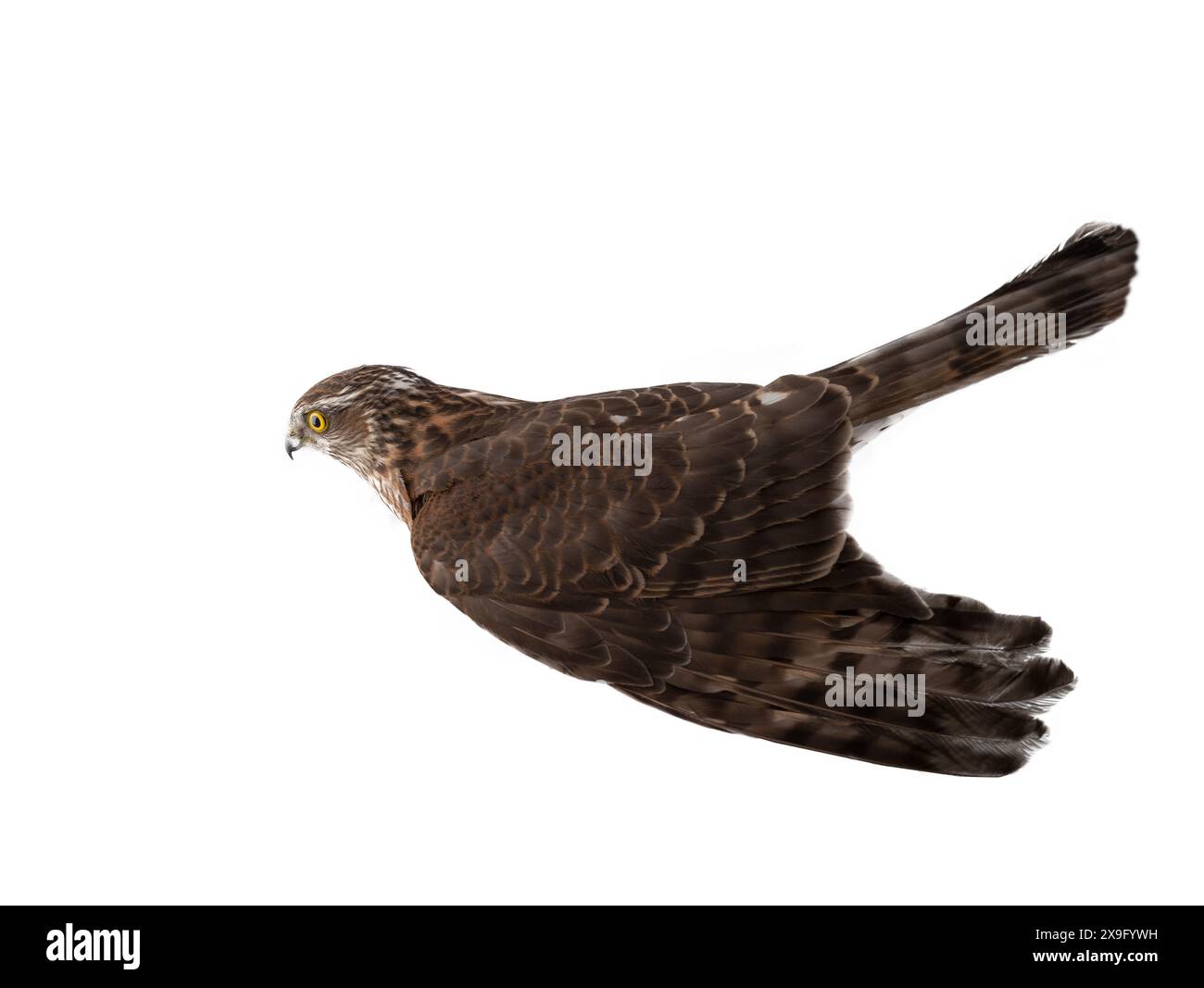 Sparrowhawk bird in flight isolated on white background Stock Photo - Alamy