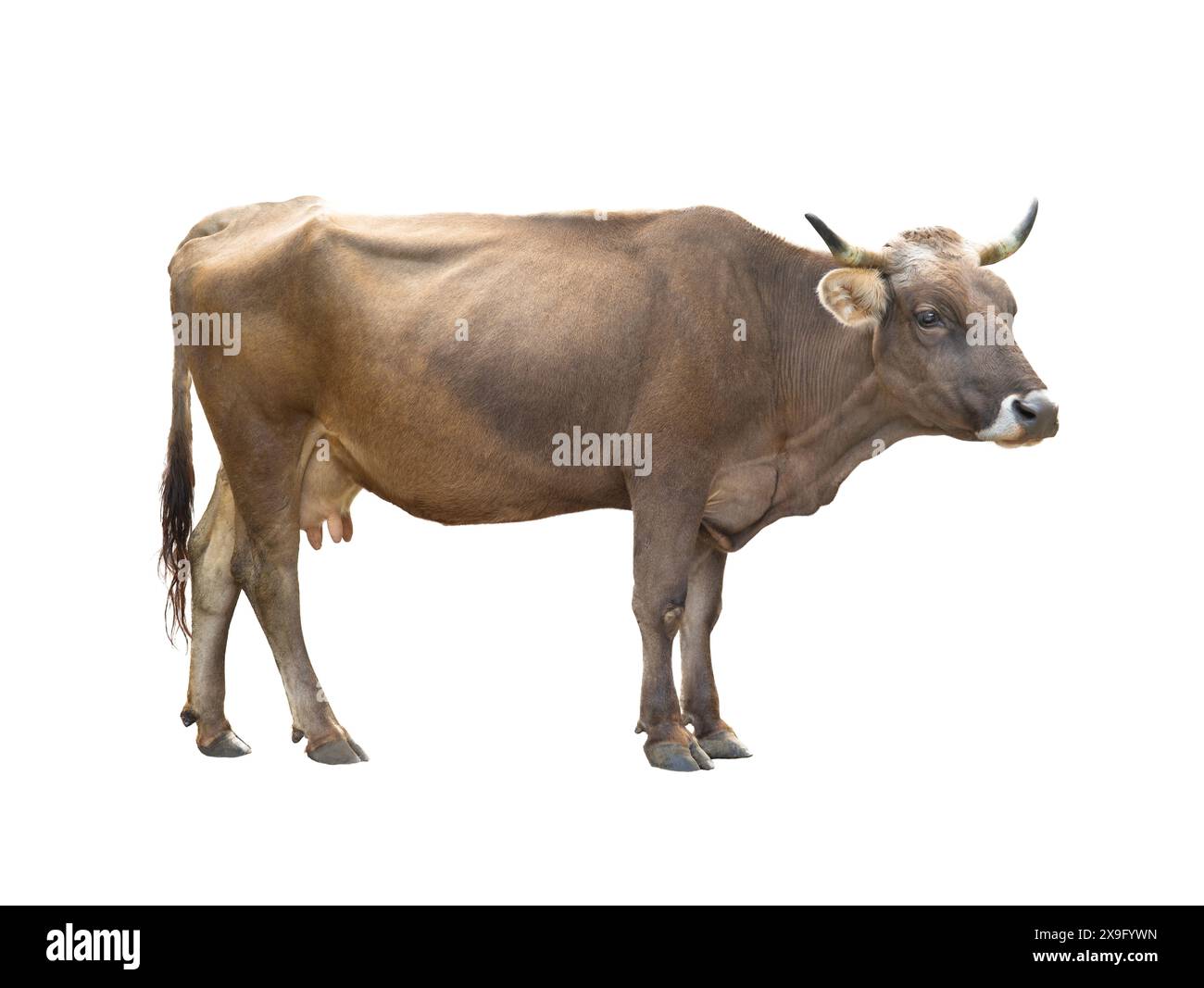 brown cow isolated on white background Stock Photo - Alamy