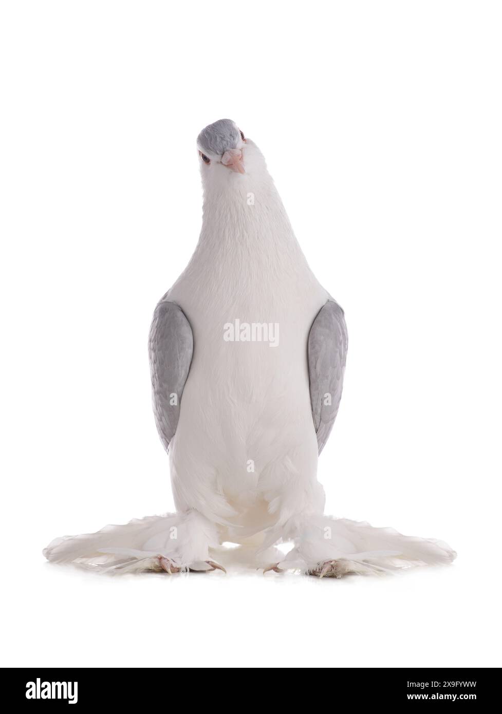 pigeon watching camera isolated on white background Stock Photo - Alamy