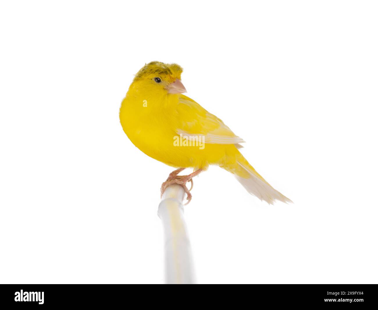 canary sitting on a tree branch isolated on white background Stock ...