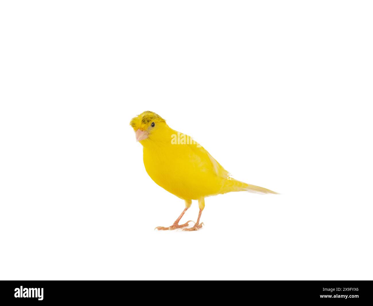 crested canary isolated on white background Stock Photo - Alamy