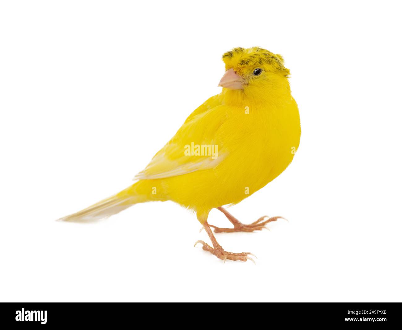 crested canary isolated on white background Stock Photo - Alamy