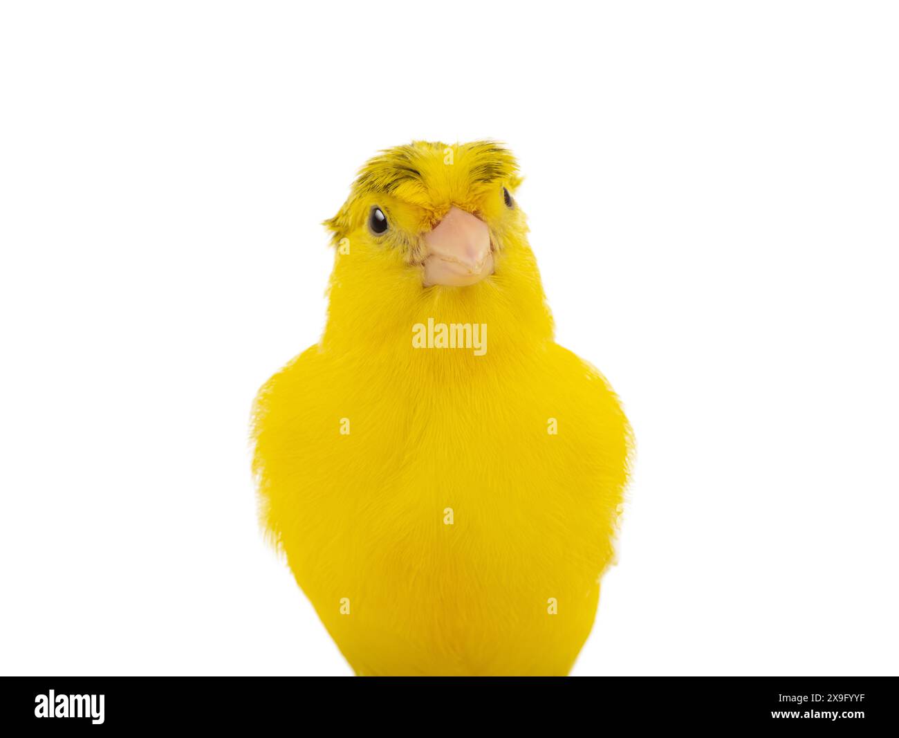 portrait crested canary isolated on white background Stock Photo - Alamy