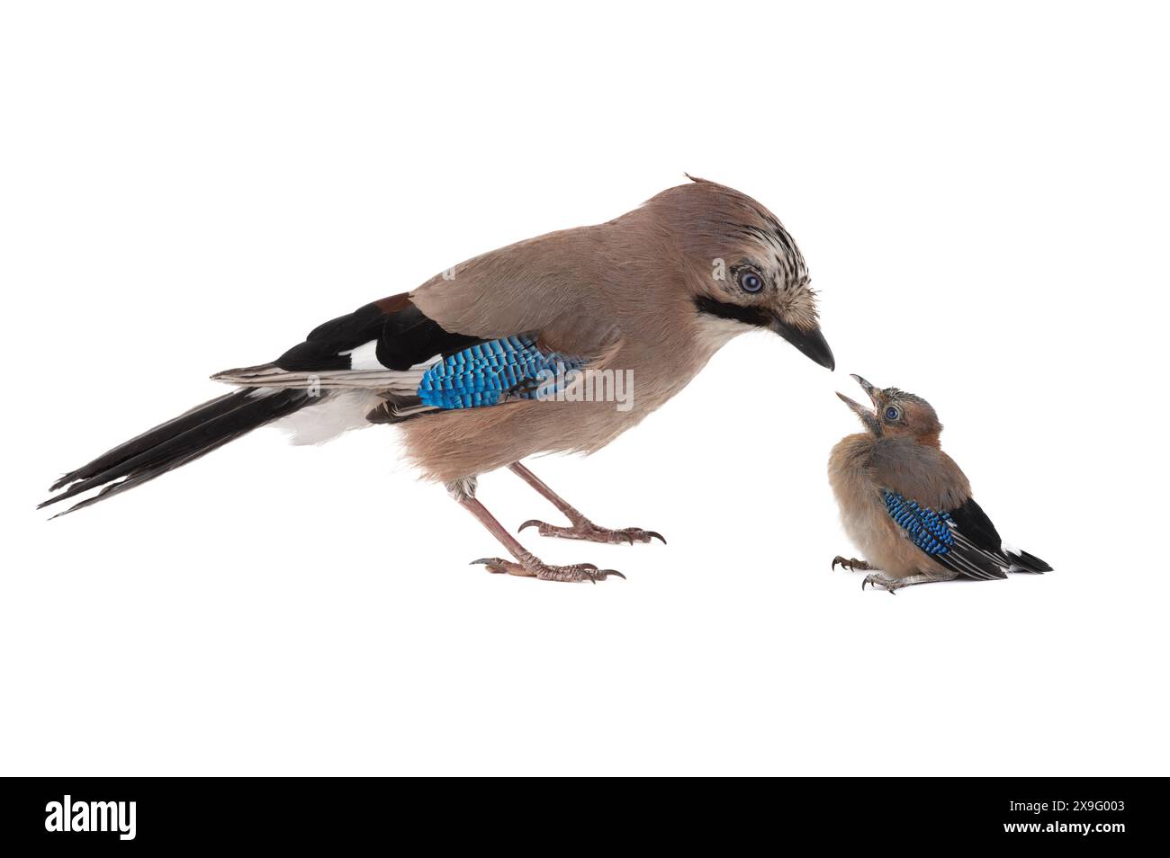 jay with little chick isolated on white background Stock Photo - Alamy