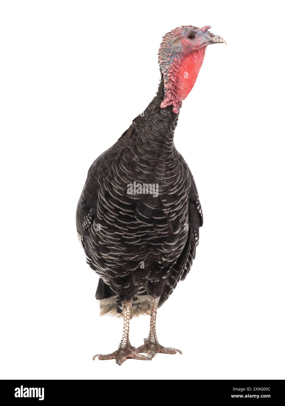 female turkey isolated on white background Stock Photo - Alamy