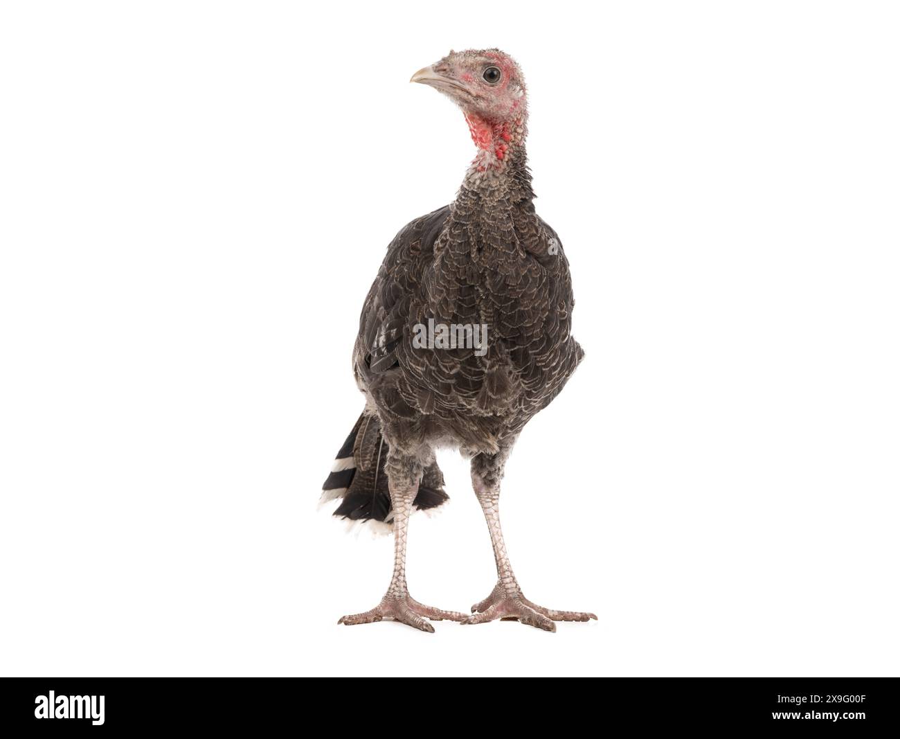 young turkey isolated on white background Stock Photo - Alamy