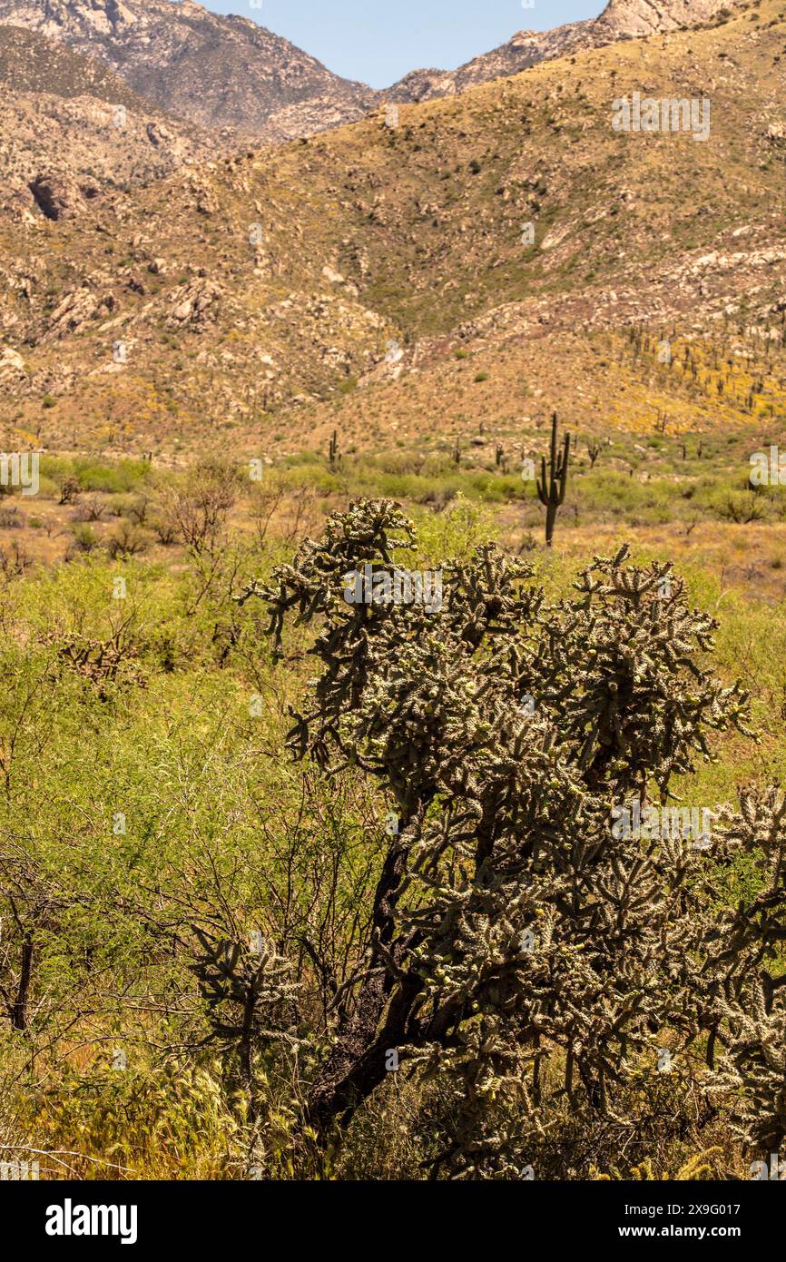 The wide open space of the glorious Catalina State Park, Oro Valley ...