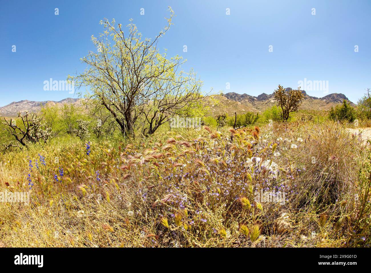 The wide open space of the glorious Catalina State Park, Oro Valley ...