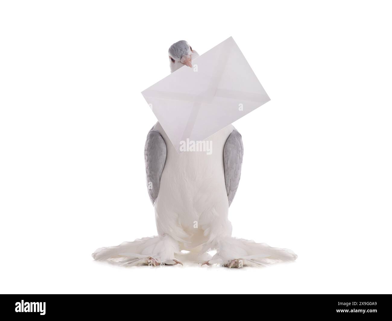 pigeon holding mail letter isolated on white background Stock Photo - Alamy