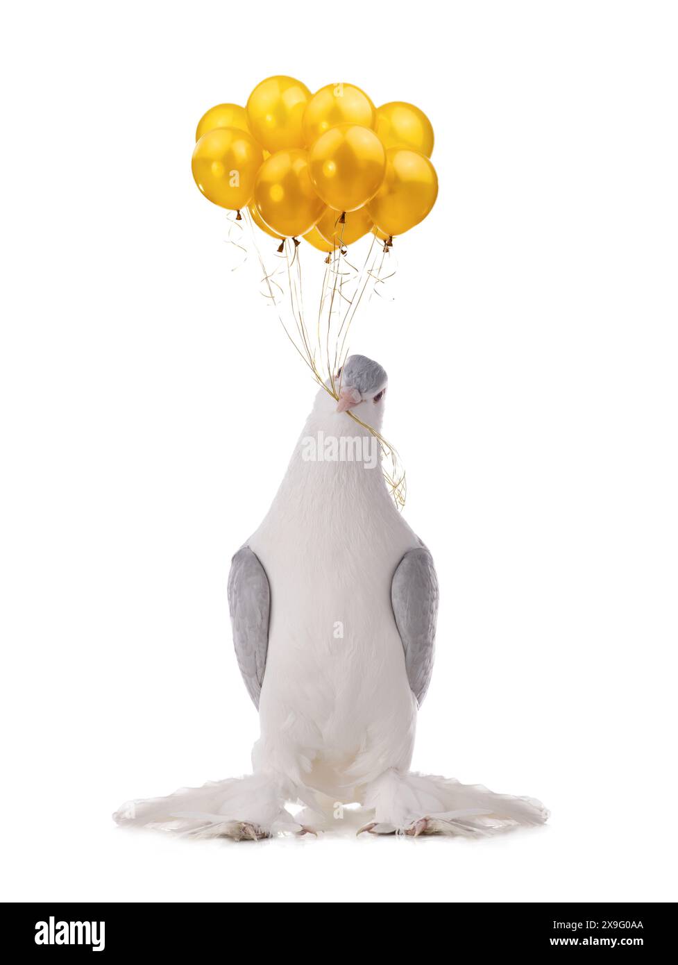 pigeon holding balloons of gold color isolated on white background ...