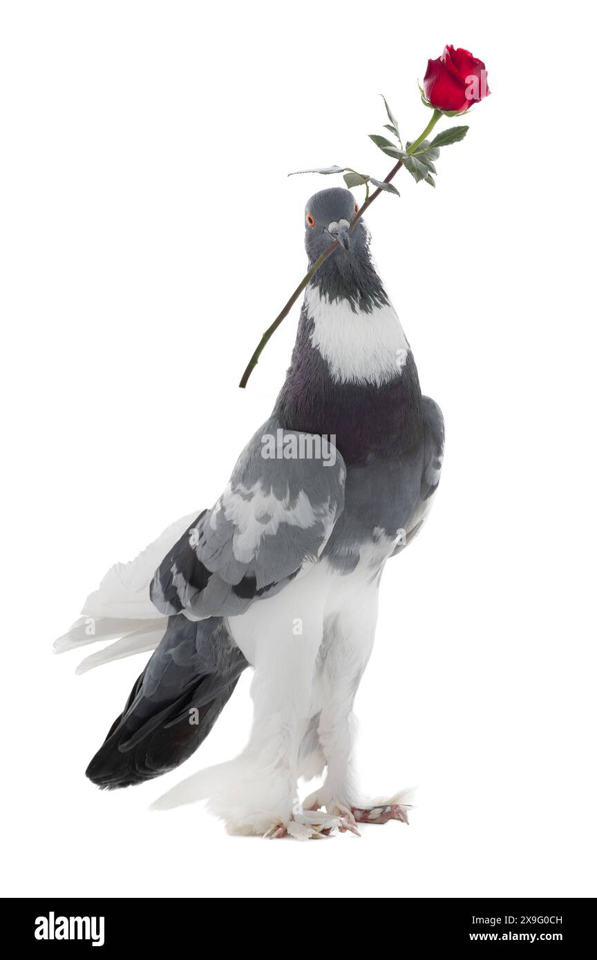 graceful beautiful dove holding a red rose isolated on white background ...