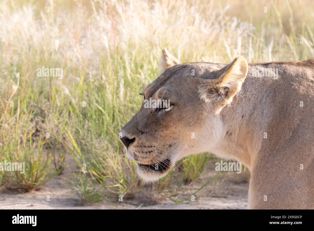 Kalahari Lioness (Panthera leo) head shot hunting at dawn, Kgalagadi ...
