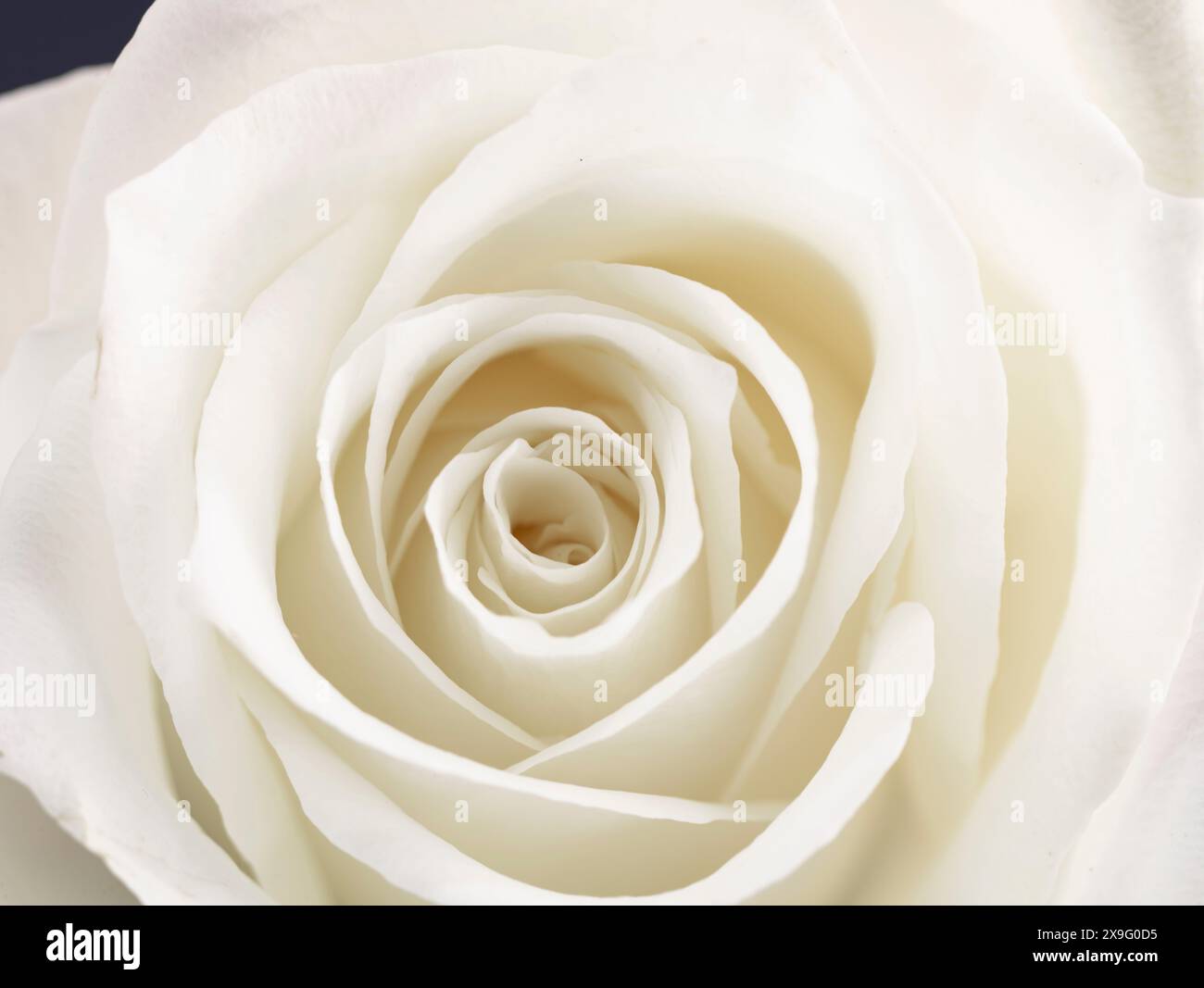 macro photography of a white rose bud Stock Photo - Alamy