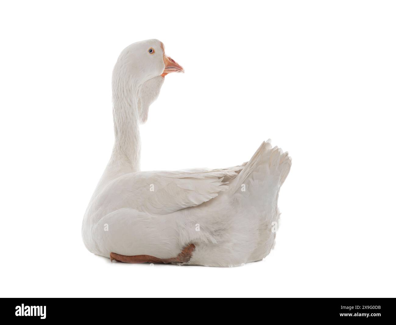 sitting goose isolated on white background Stock Photo - Alamy