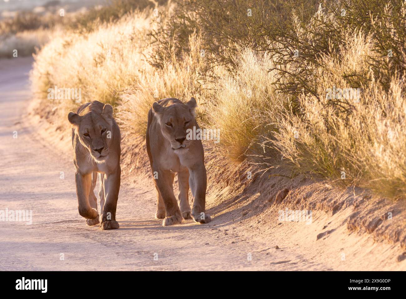 Kalahari Lion (Panthera leo). two lionesses patrolling their territory ...