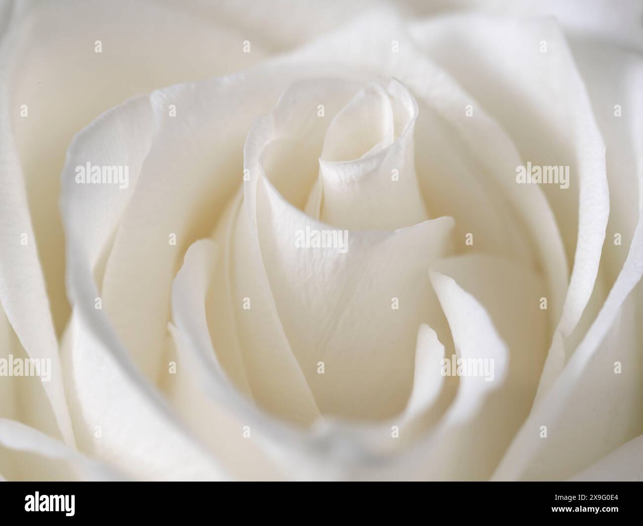 macro photography of a white rose bud Stock Photo - Alamy