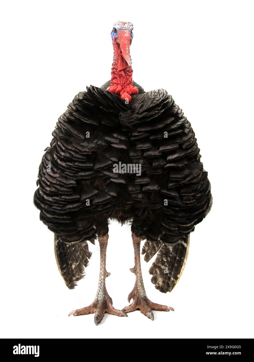 turkey isolated on white background Stock Photo - Alamy