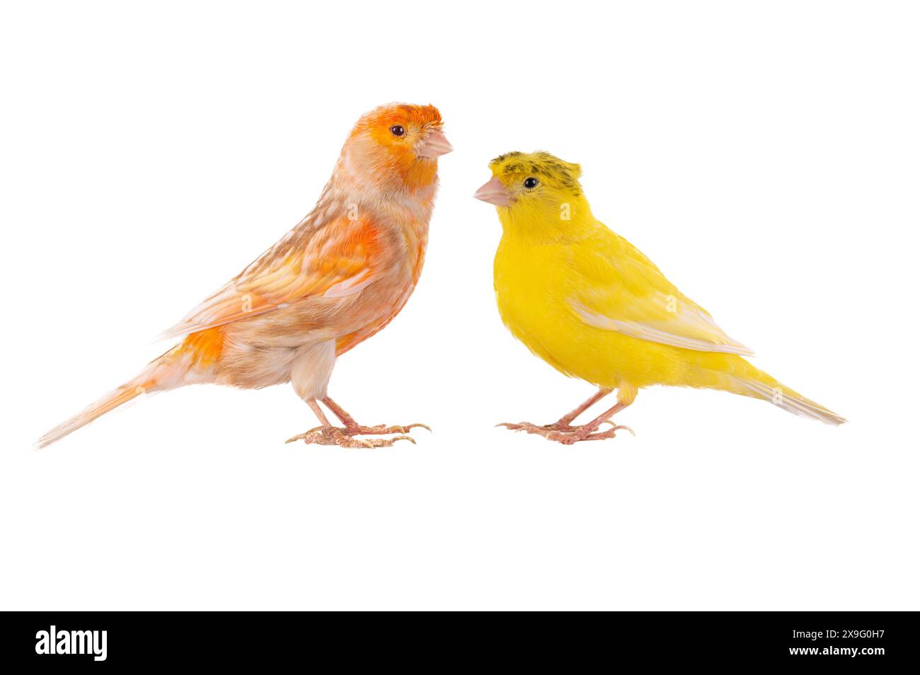 two canaries isolated on white background Stock Photo - Alamy
