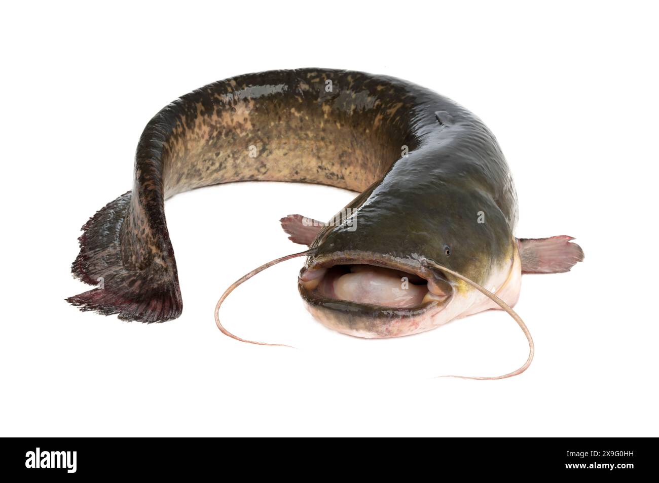 Catfish weighing 7 kg isolated on white background Stock Photo - Alamy