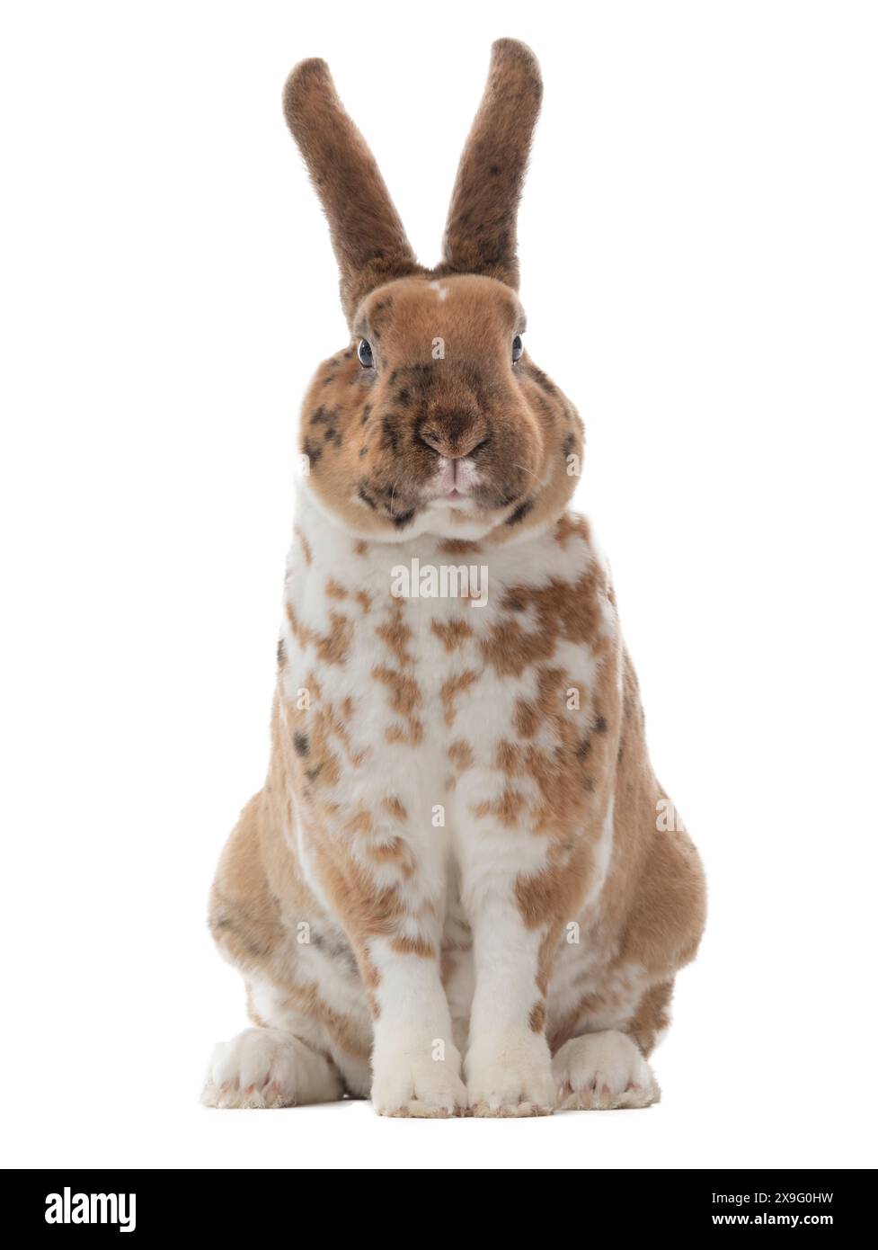 beautiful spotted rabbit isolated on white background Stock Photo - Alamy