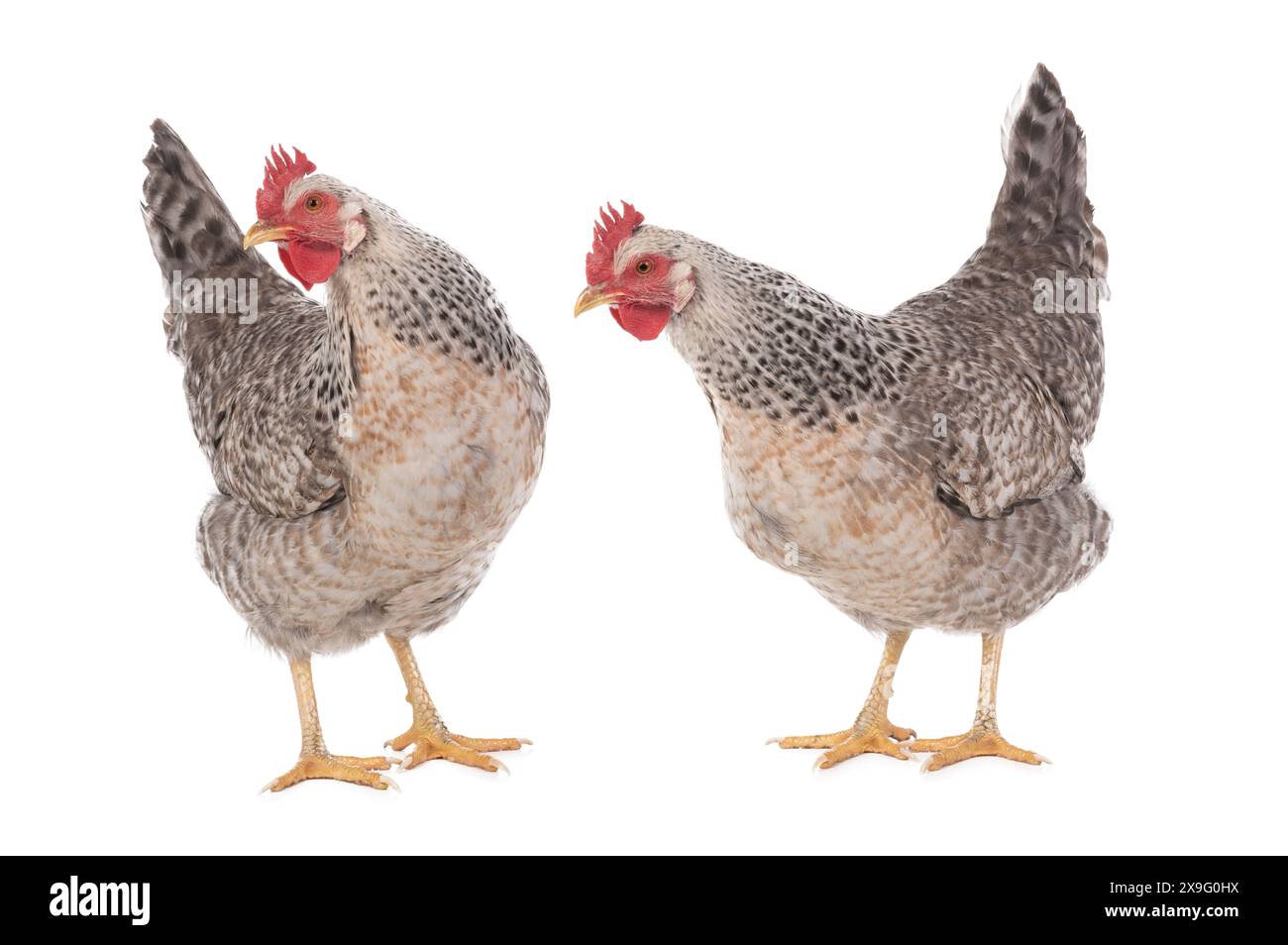 two chickens isolated on white background Stock Photo - Alamy