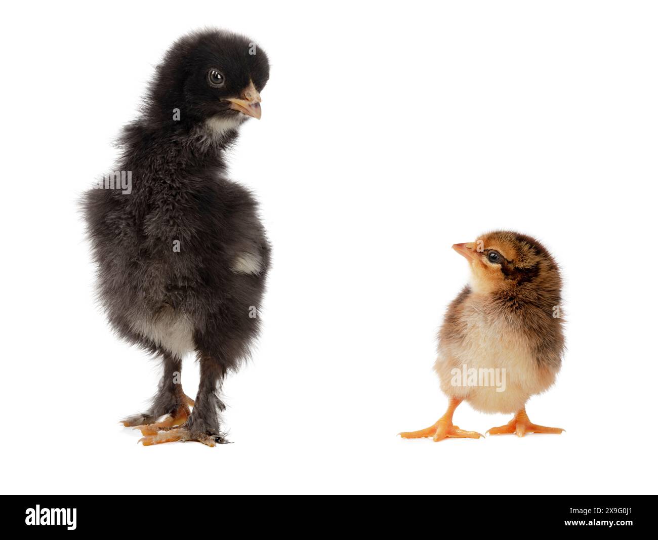 little chicken looks at the big one isolated on white background Stock ...